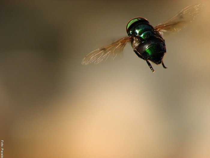 ¿Cómo reconocemos a los insectos? - :: Pocito Mi Ciudad