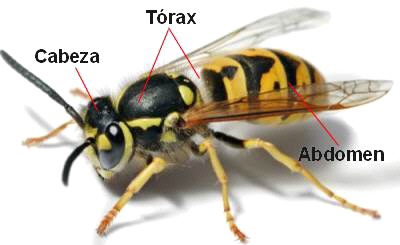 ¿Cómo reconocemos a los insectos? - :: Pocito Mi Ciudad